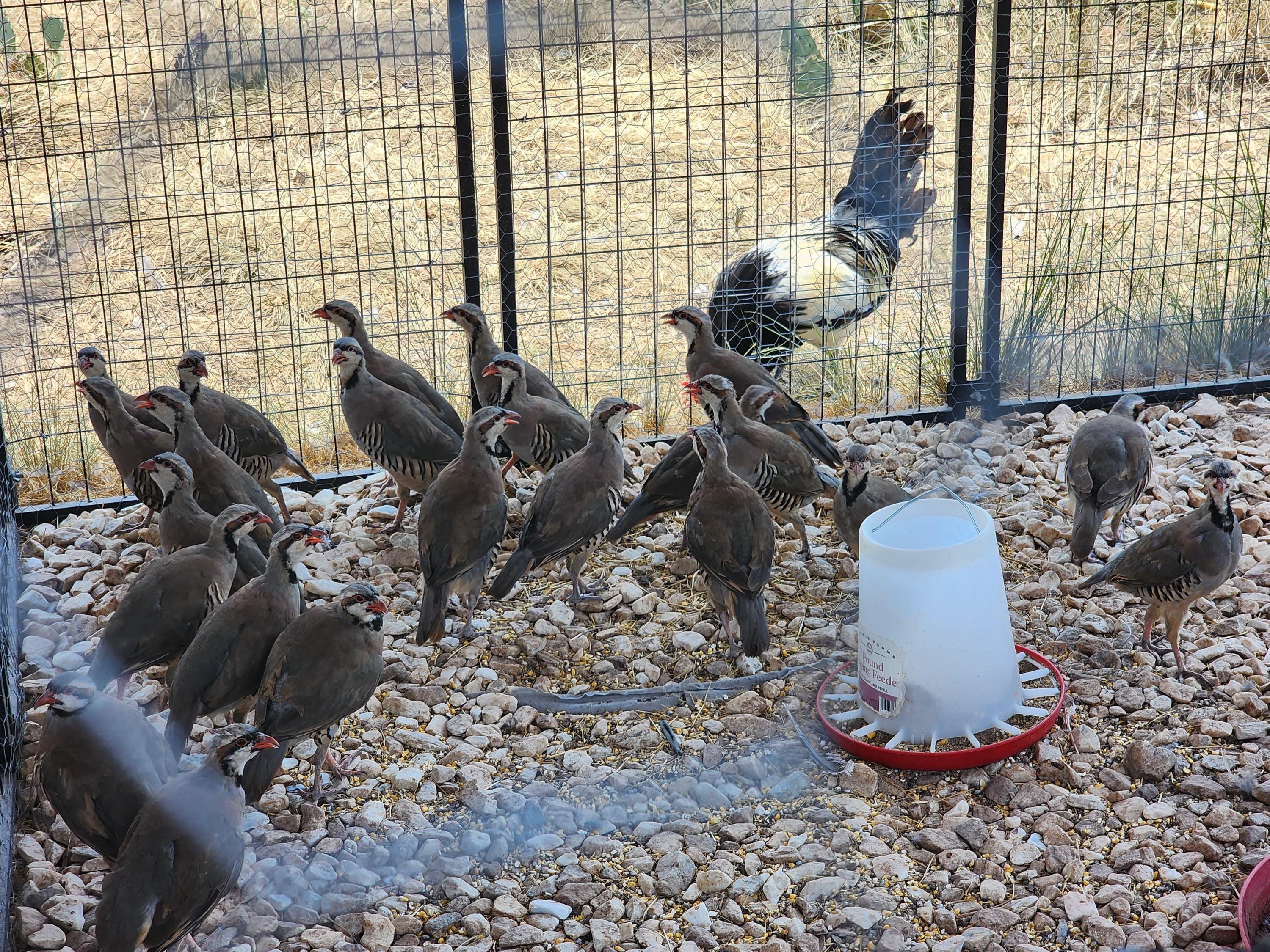 Chukar Partridge Egg - Etsy