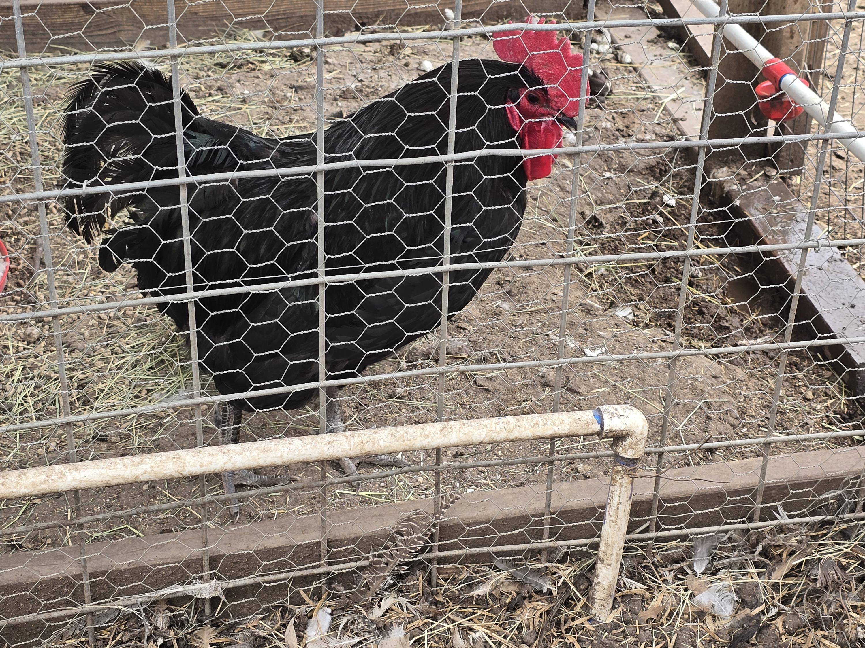 Jersey Giant Chicken Egg - Etsy