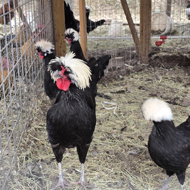 Polish Chicken - Etsy