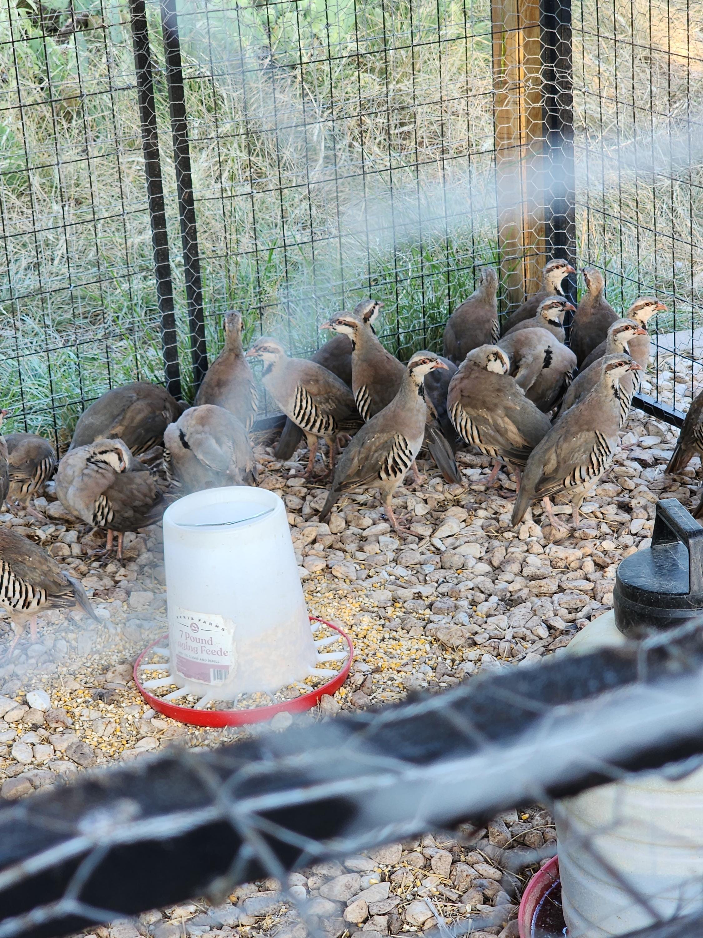 Chukar Partridge Egg - Etsy