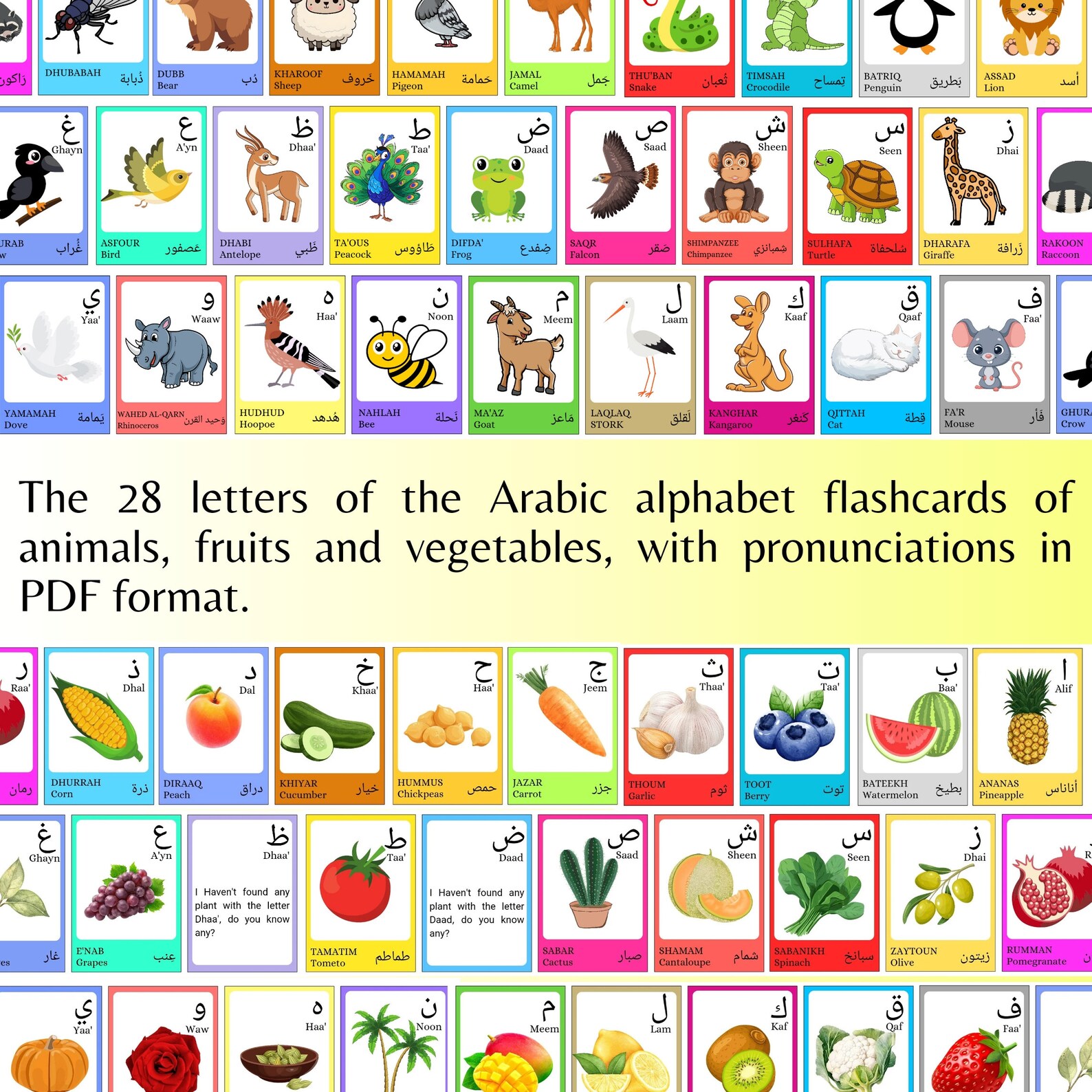Arabic Alphabet Cards, Animals Flashcards in Arabic, Arabic Fruits ...