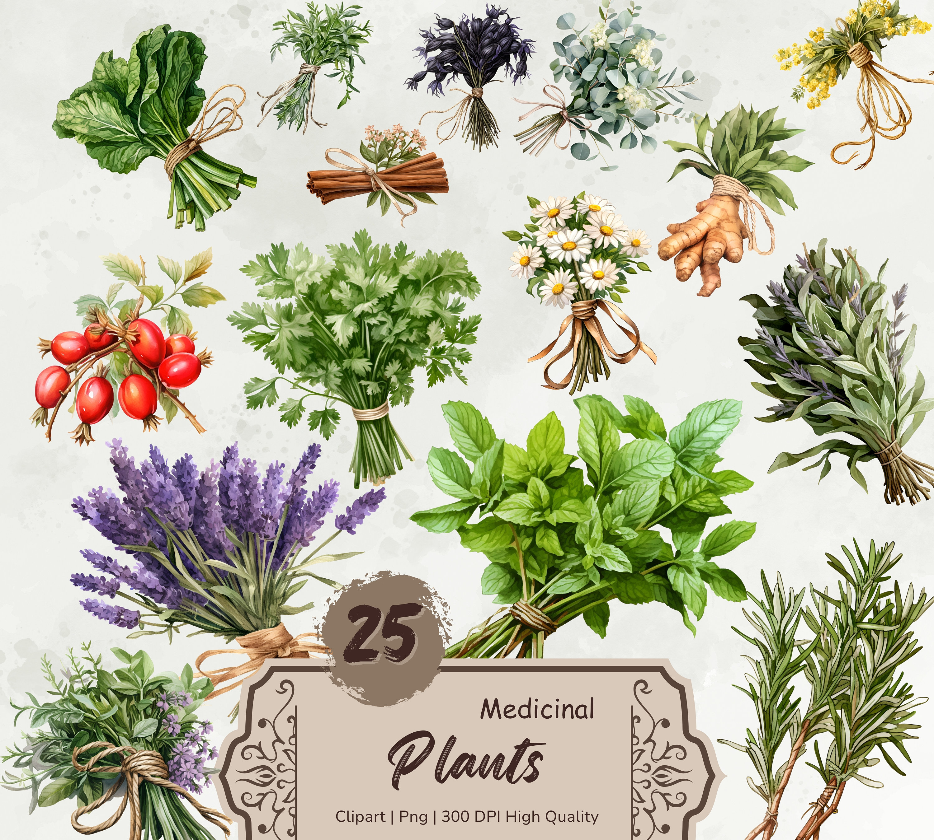 Watercolor Medicinal Herbs Clipart, Plants Clipart, Bunch of Herbs Png ...