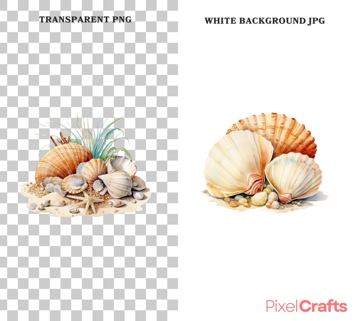 Watercolor Seashells Clipart, Sea Shells Png, Nautical Clipart, Ocean ...