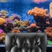 Aquarium Zoom Background Fish Tank Zoom Background Zoom Meeting ...