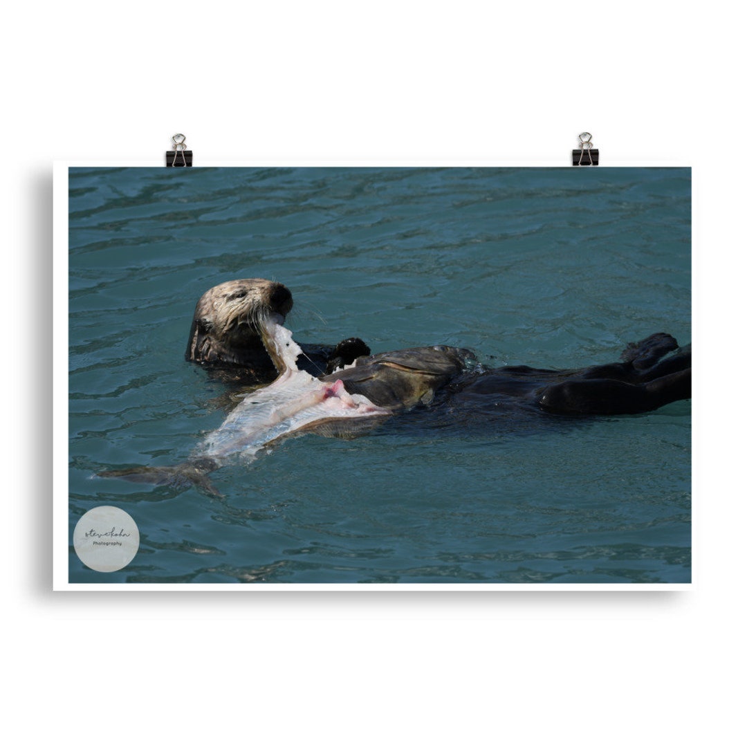 Sea Otter Eating Halibut Homer Alaska High Quality Print - Etsy