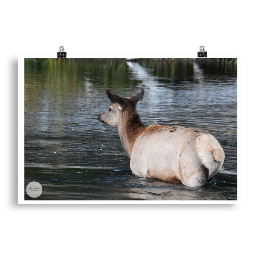 Elk Swimming Yellowstone National Park High Quality Print - Etsy