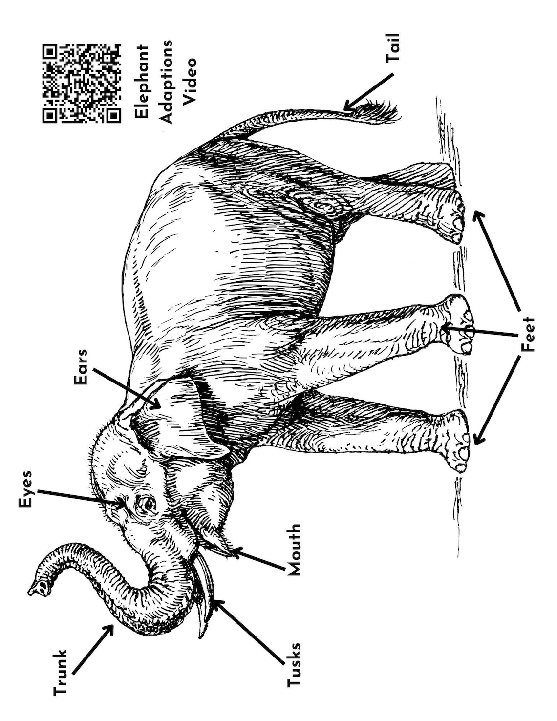 Elephant Animal Unit Study Elementary Ages 9 -12 - Etsy