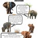 Elephant Animal Unit Study Elementary Ages 9 -12 - Etsy