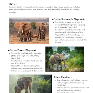Elephant Animal Unit Study Elementary Ages 9 -12 - Etsy