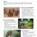 Elephant Animal Unit Study Elementary Ages 9 -12 - Etsy