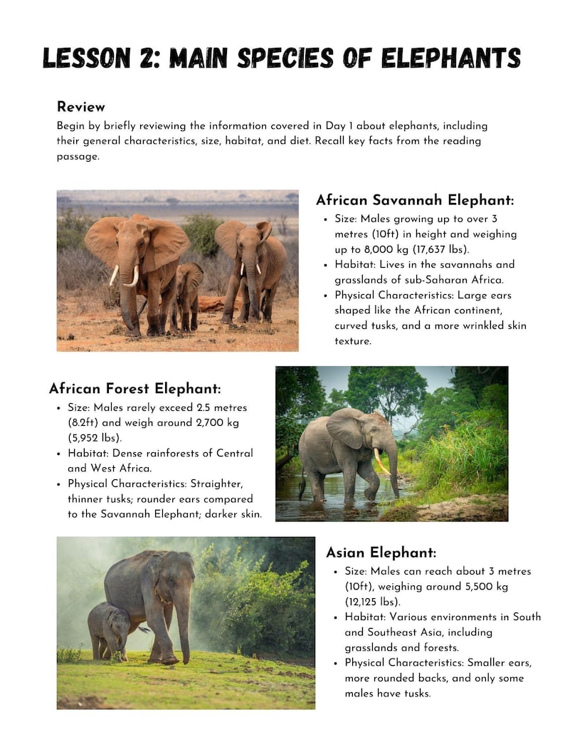 Elephant Animal Unit Study Elementary Ages 9 -12 - Etsy