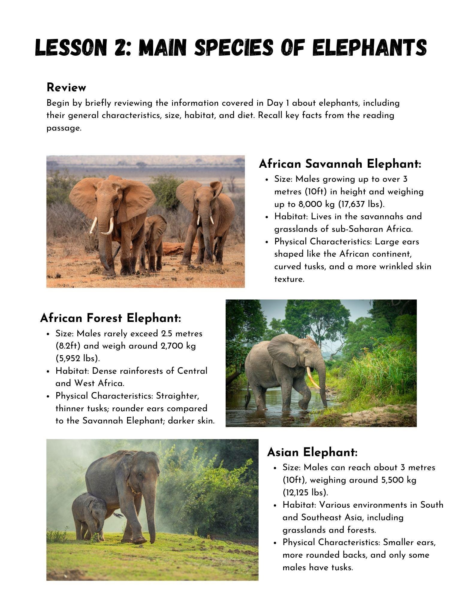 Elephant Animal Unit Study Elementary Ages 9 -12 - Etsy