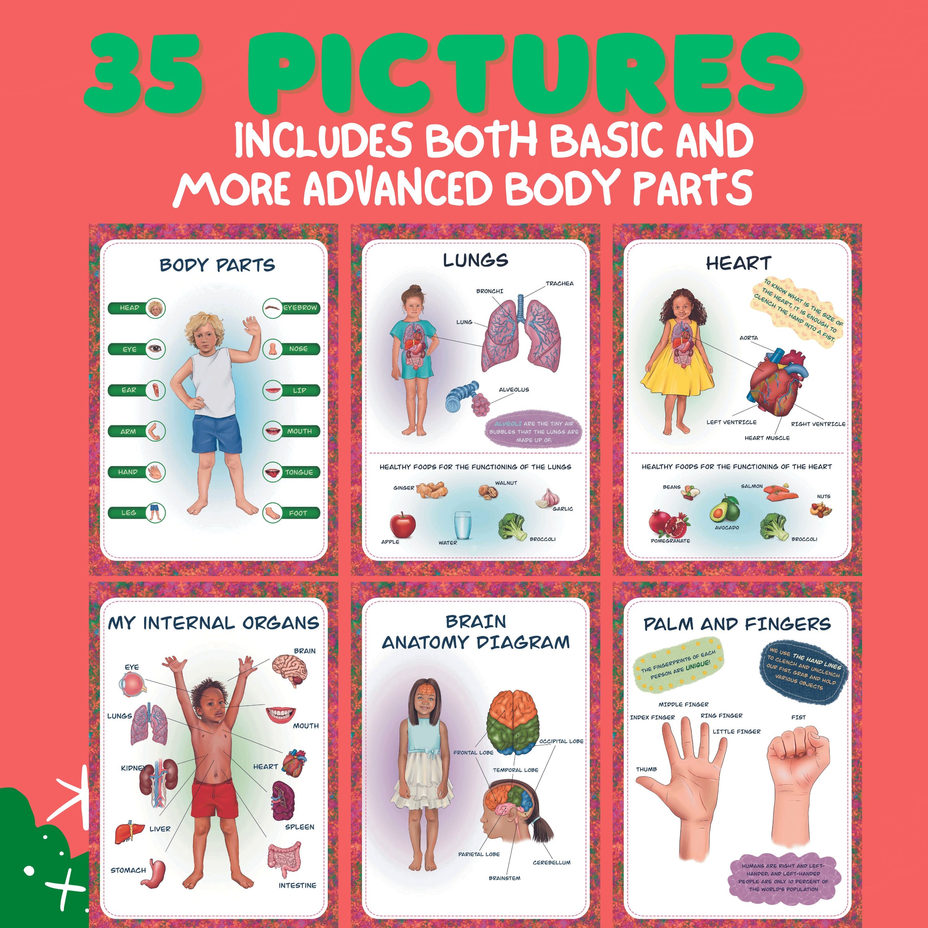 Human Anatomy Printable Preschool Busy Book Worksheets Anatomy ...