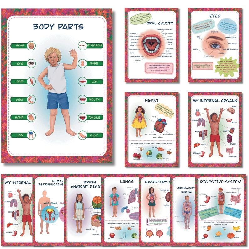 Human Anatomy Printable Preschool Busy Book Worksheets Anatomy ...