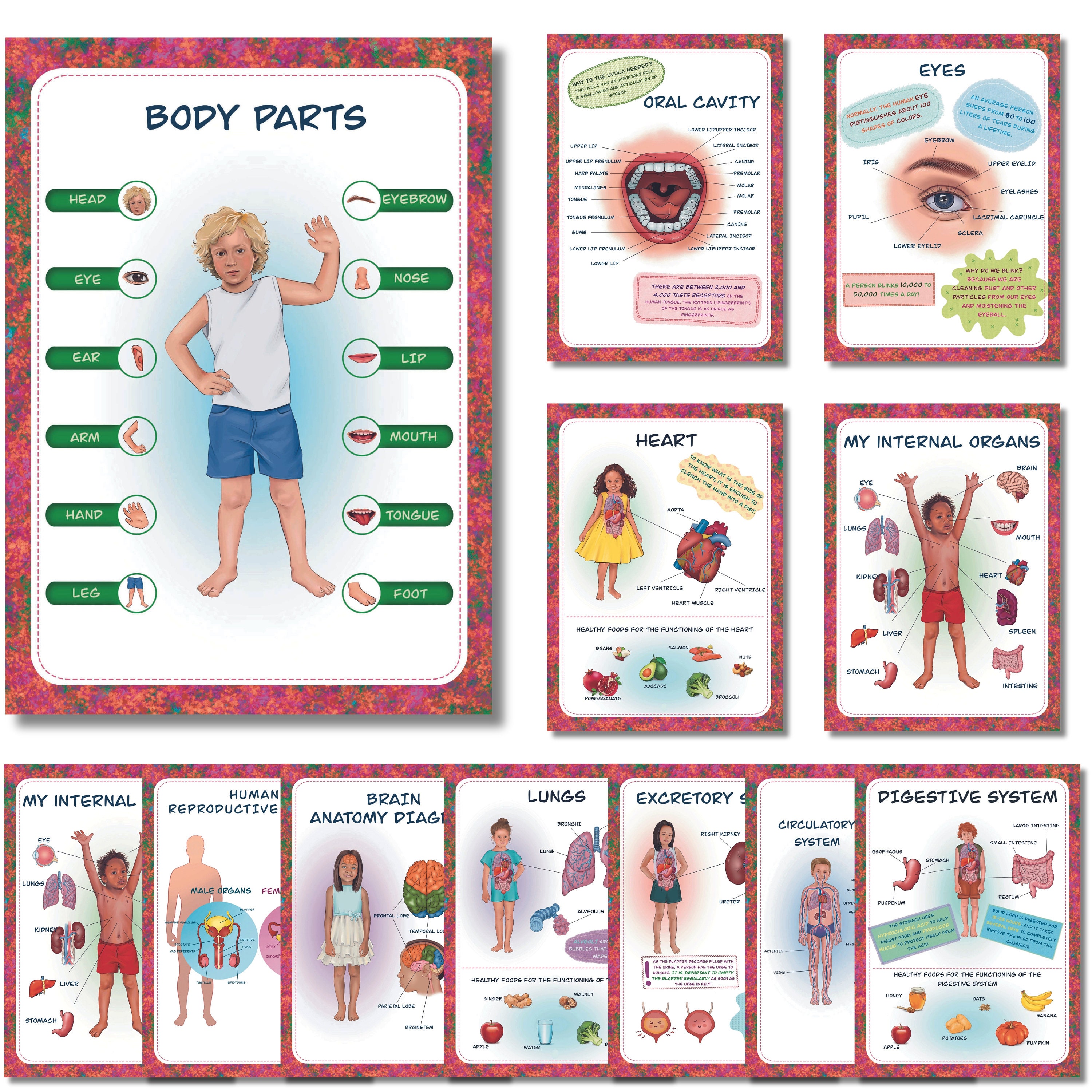 Human Anatomy Printable Preschool Busy Book Worksheets Anatomy ...