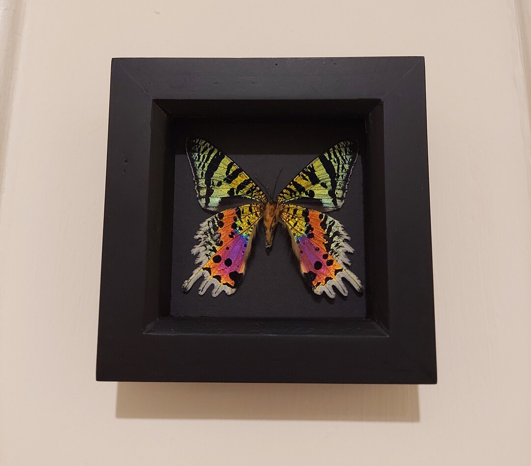 Madagascan Sunset Moth in Frame Taxidermy - Etsy