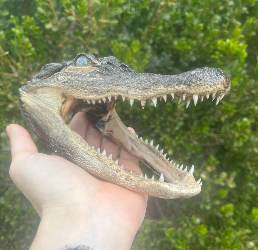 Alligator Head - Etsy