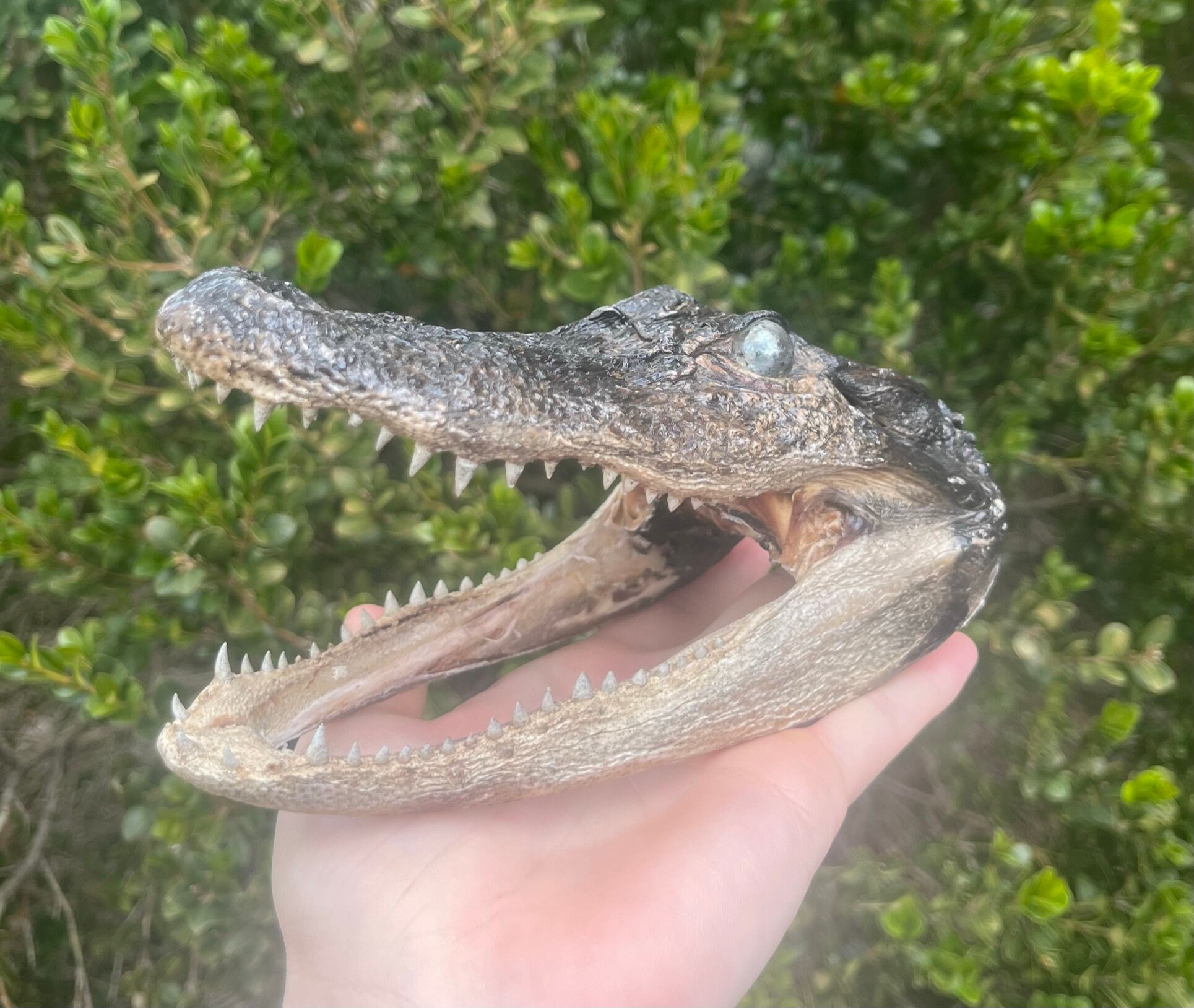 Alligator Head - Etsy