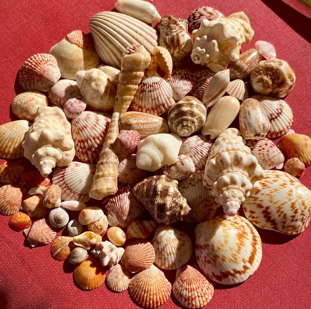 Mixed Bag of Seashells in Varying Shapes, Colors and Sizes. From the ...