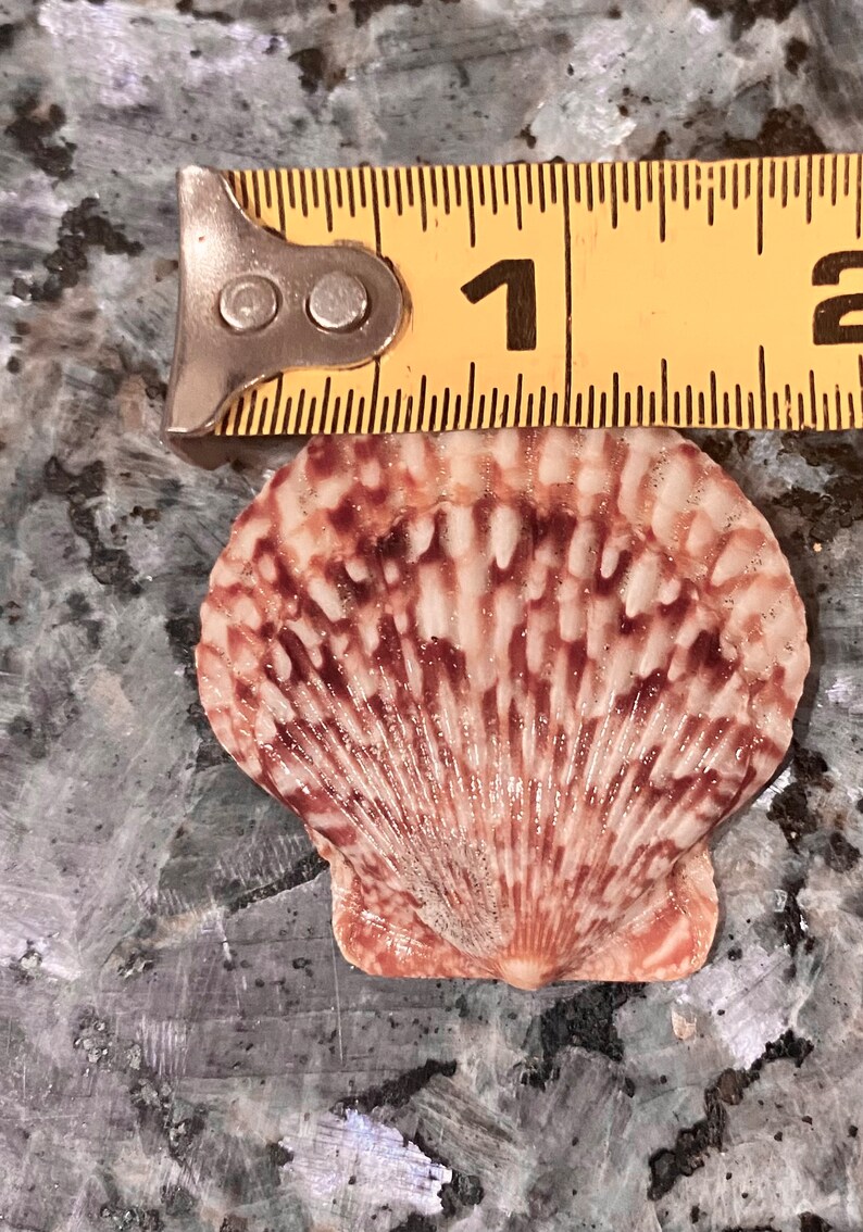 Scallop Shape Seashells From Sea of Cortez and Beaches in Mexico ...