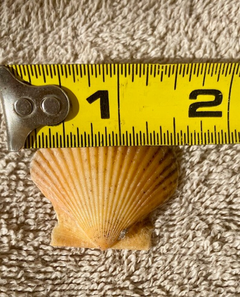 Scallop Sea Shells,in Stunning Colors of Orange, Gold and Yellow Tones ...