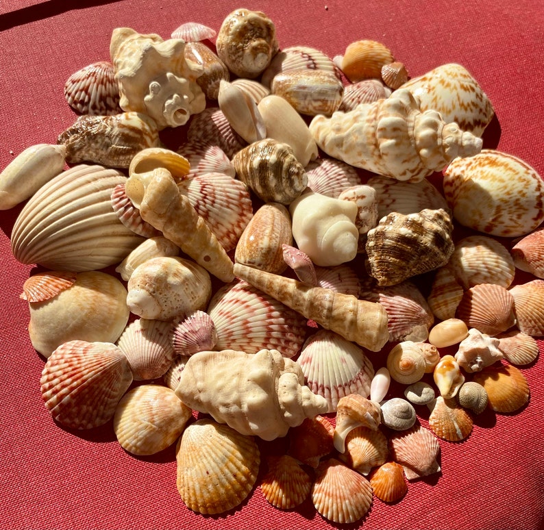 Mixed Bag of Seashells in Varying Shapes, Colors and Sizes. From the ...