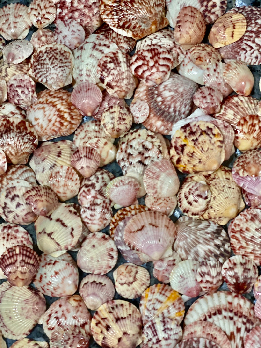 Scallop Shape Seashells From Sea of Cortez and Beaches in Mexico ...