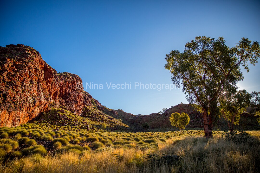 PILBARA LOVE HEART Tree - Etsy