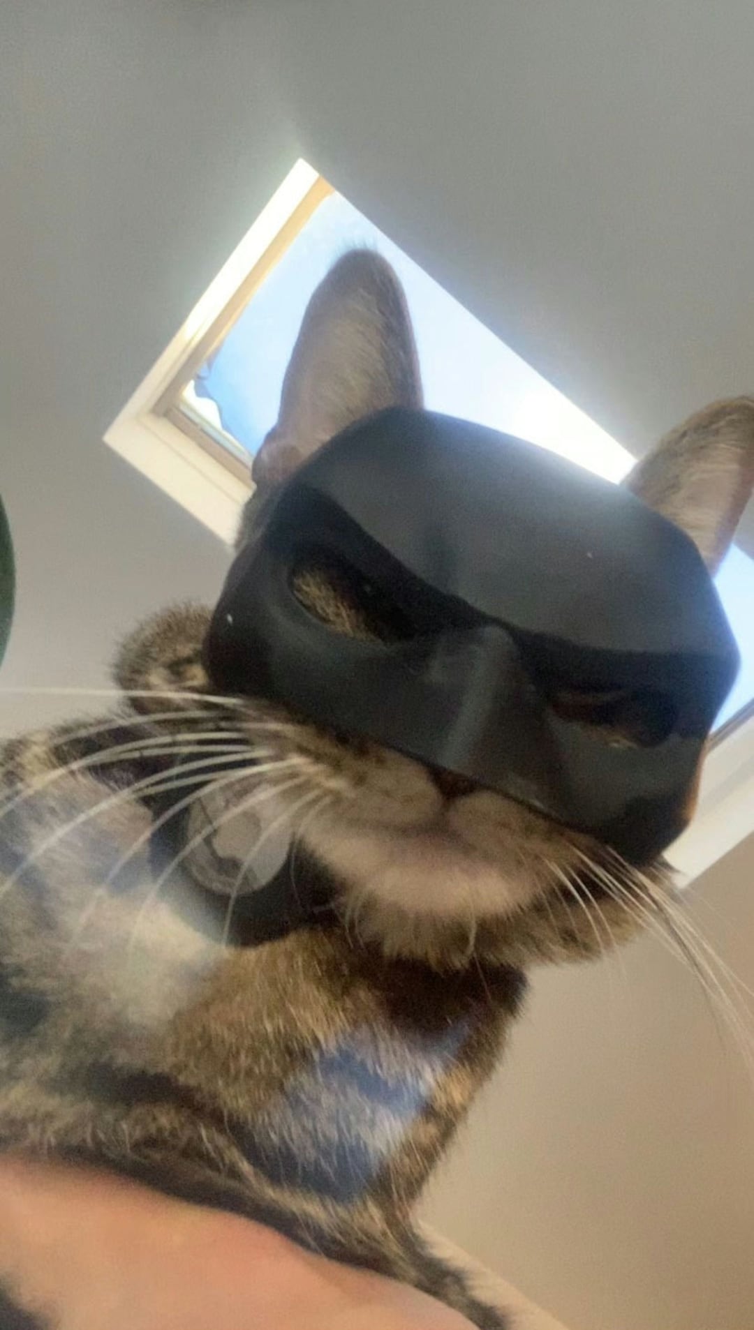 Batcat Mask! Super Cute Mask for Cats! - Etsy