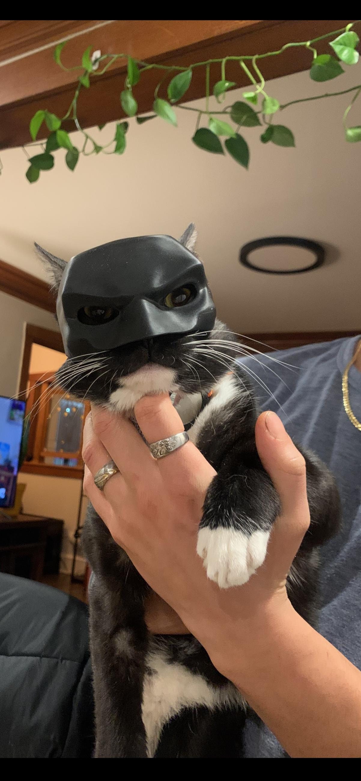 Batcat Mask! Super Cute Mask for Cats! - Etsy