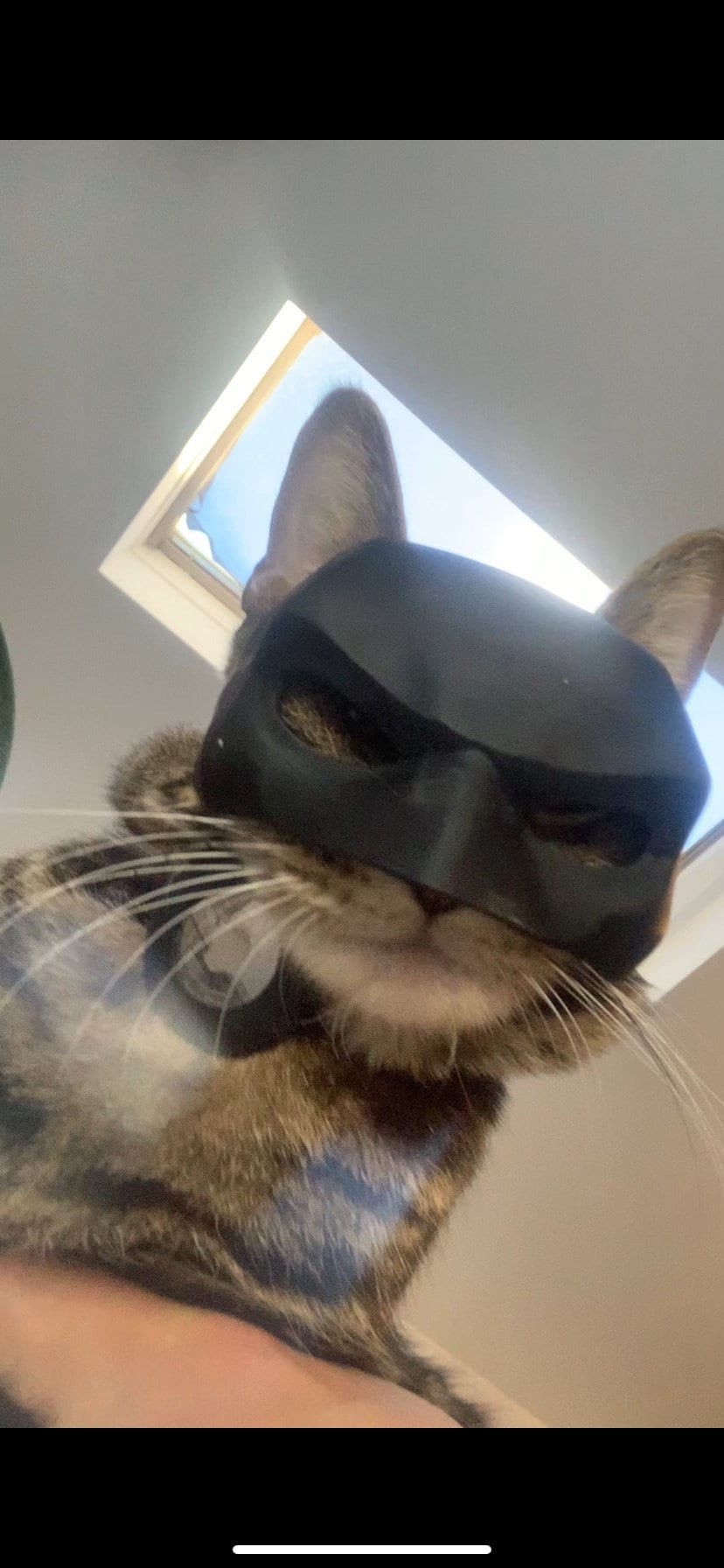 BATCAT Mask, Batman Mask for Cats - Etsy