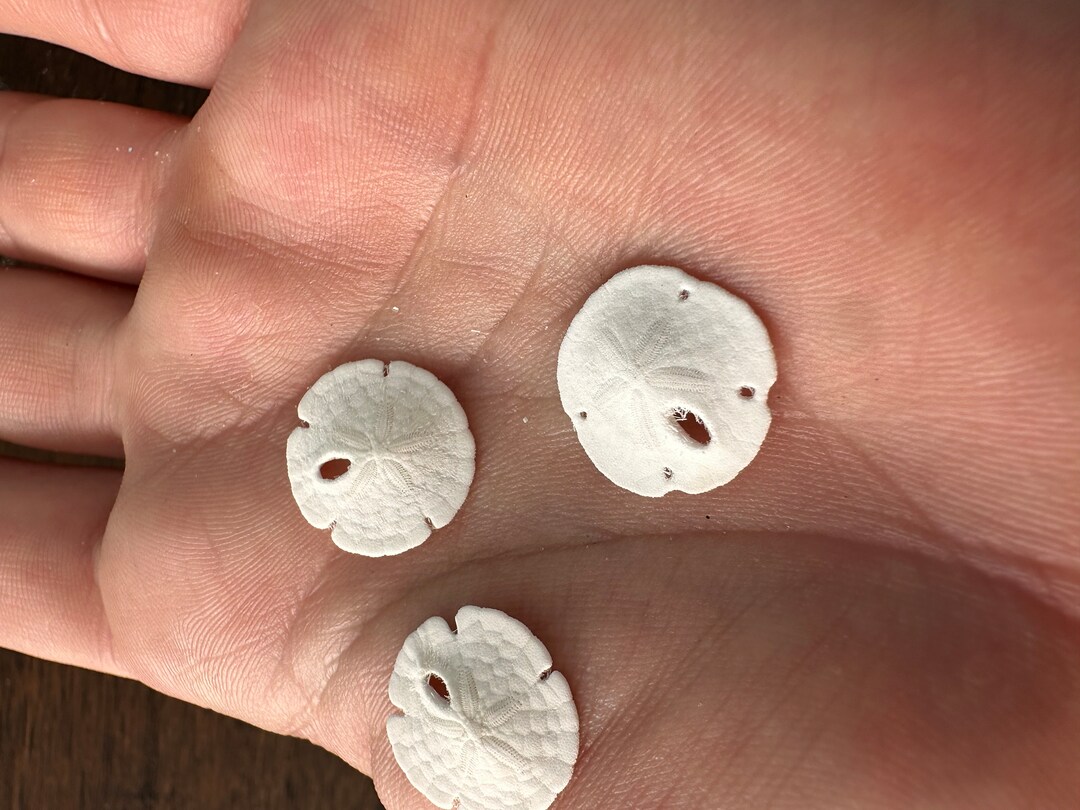 Mini Sand Dollars - Etsy