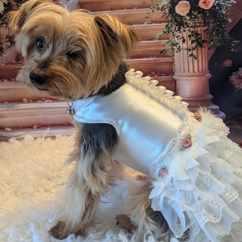 Elegant Dog Dress - Etsy