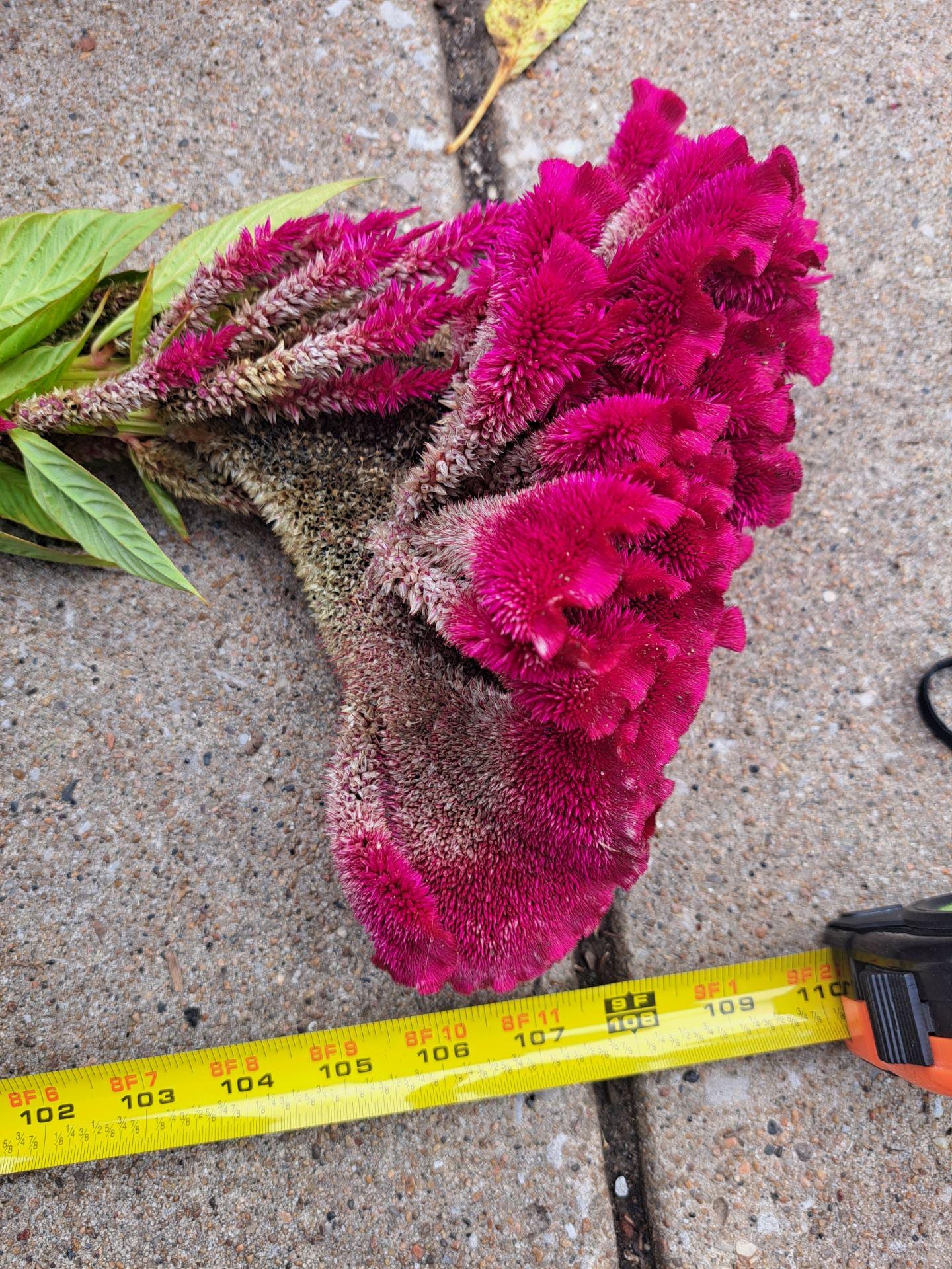 Celosia Seeds (AKA "cockscomb") - Etsy