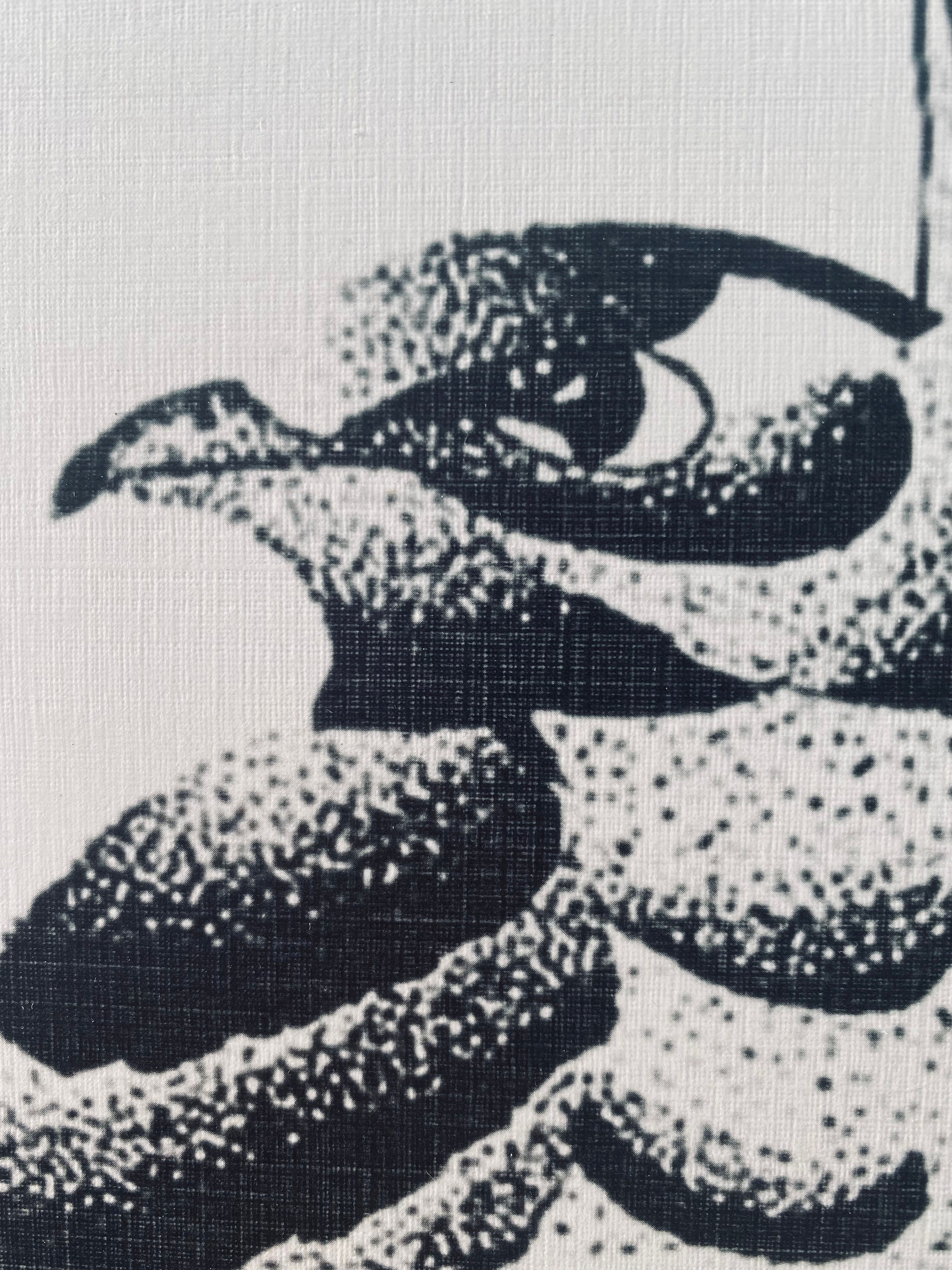 Saqr Hawk Falcon 8x10 Black & White Fine Art Print by Palestinian ...