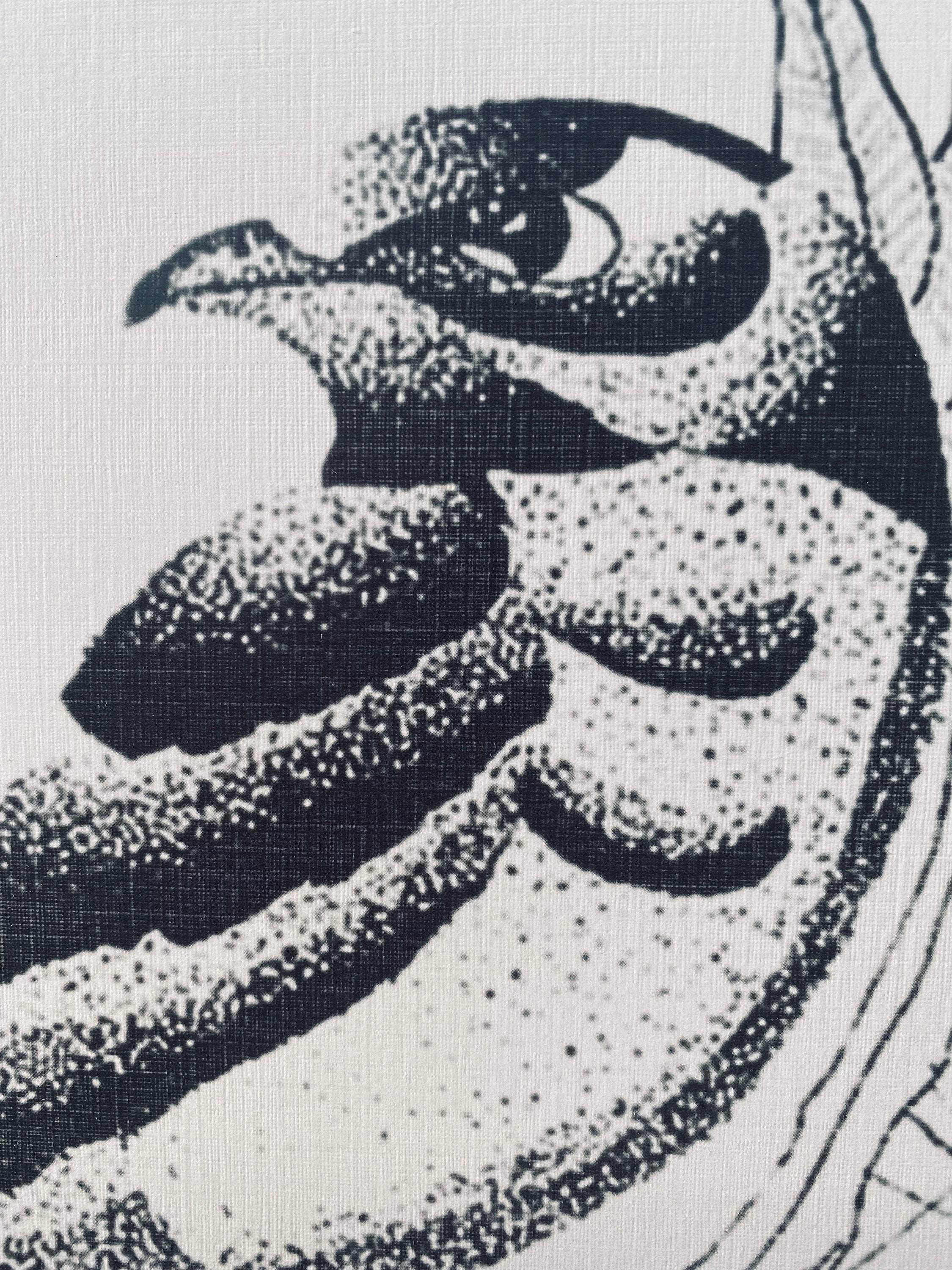 Saqr Hawk Falcon 8x10 Black & White Fine Art Print by Palestinian ...