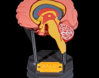 Realistic Human Brain Life Size, Anatomical Accurate - Etsy