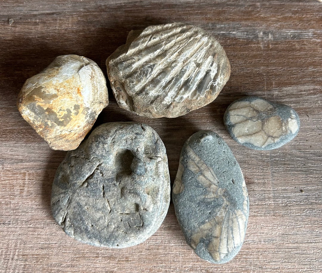 Fossils 5 Piece Plant/shell - Etsy