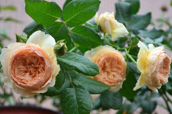Japanese Shrub Rose Mosara 真宙 Own Root in 1 Qt Pot Very Heat Resistant ...