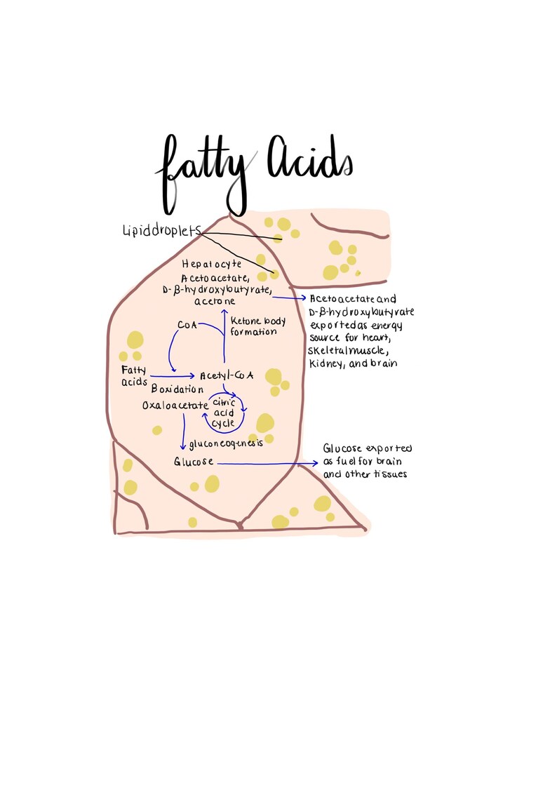 Fatty Acid Metabolism - Etsy