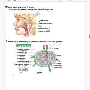 Lymphatic System and Immunity - Etsy