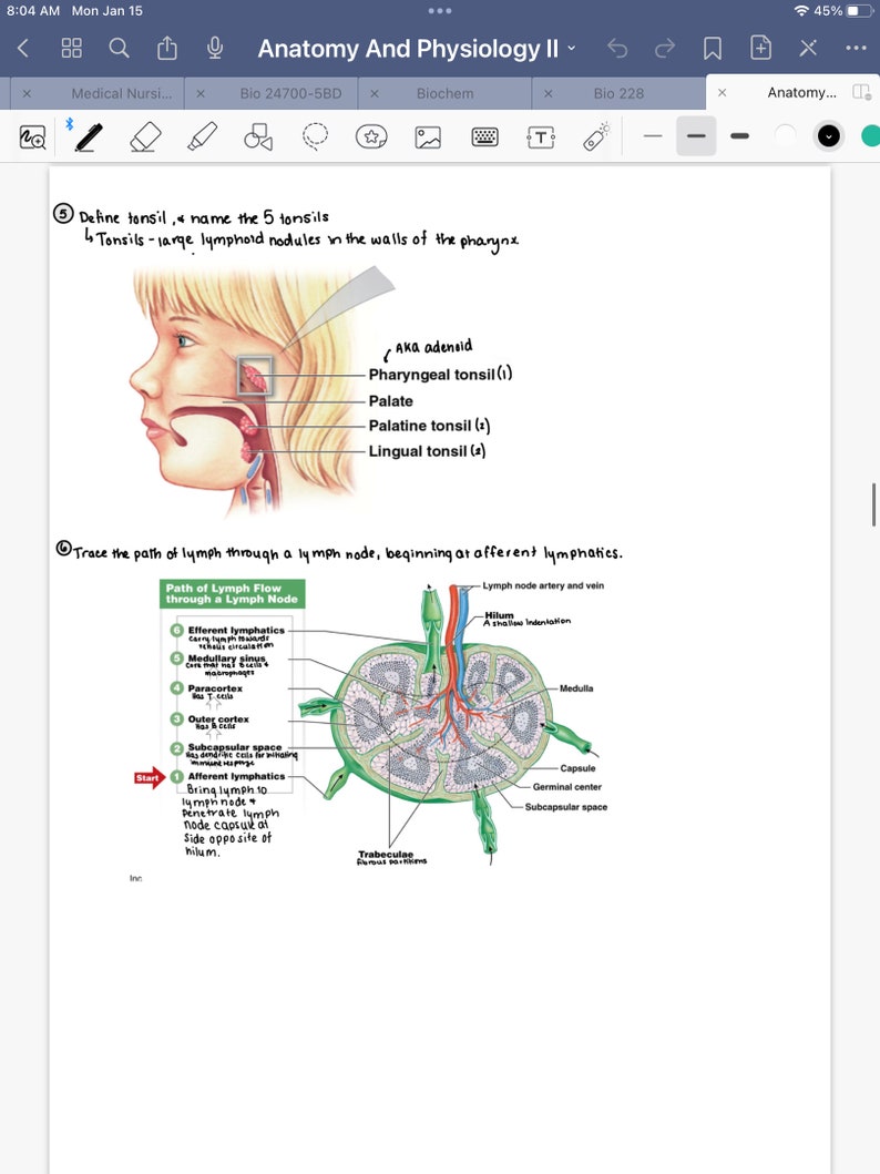 Lymphatic System and Immunity - Etsy