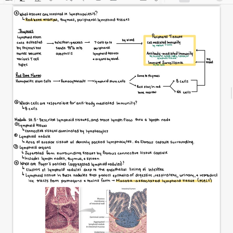 Lymphatic System Anatomy - Etsy
