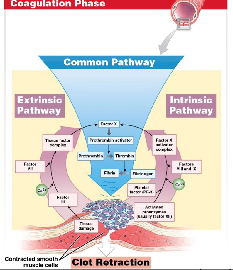 Chapter 17 Blood - Visual Anatomy & Physiology, 3rd Edition - Etsy