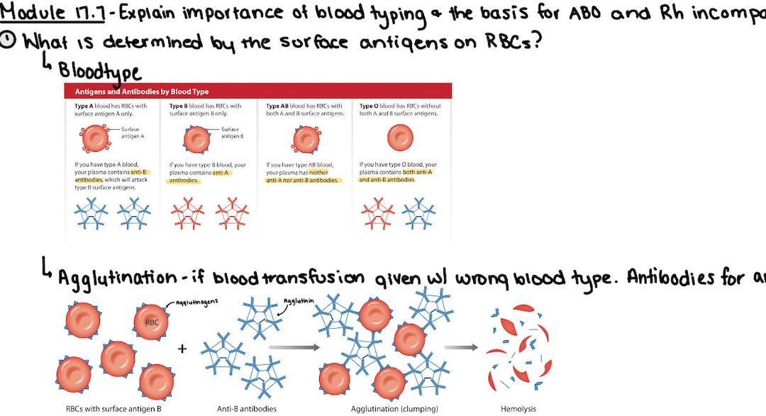 Chapter 17 Blood - Visual Anatomy & Physiology, 3rd Edition - Etsy