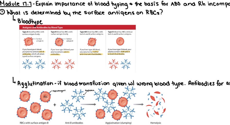 Chapter 17 Blood - Visual Anatomy & Physiology, 3rd Edition - Etsy
