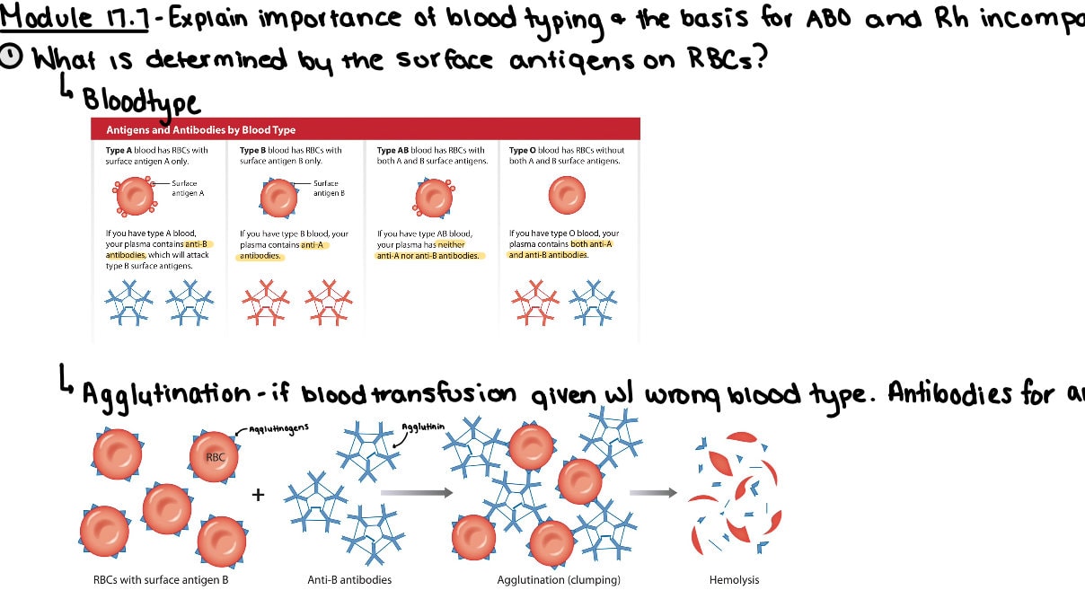 Chapter 17 Blood - Visual Anatomy & Physiology, 3rd Edition - Etsy