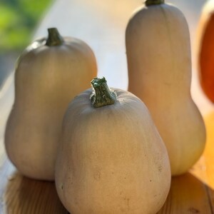 Butterbush Squash - Etsy