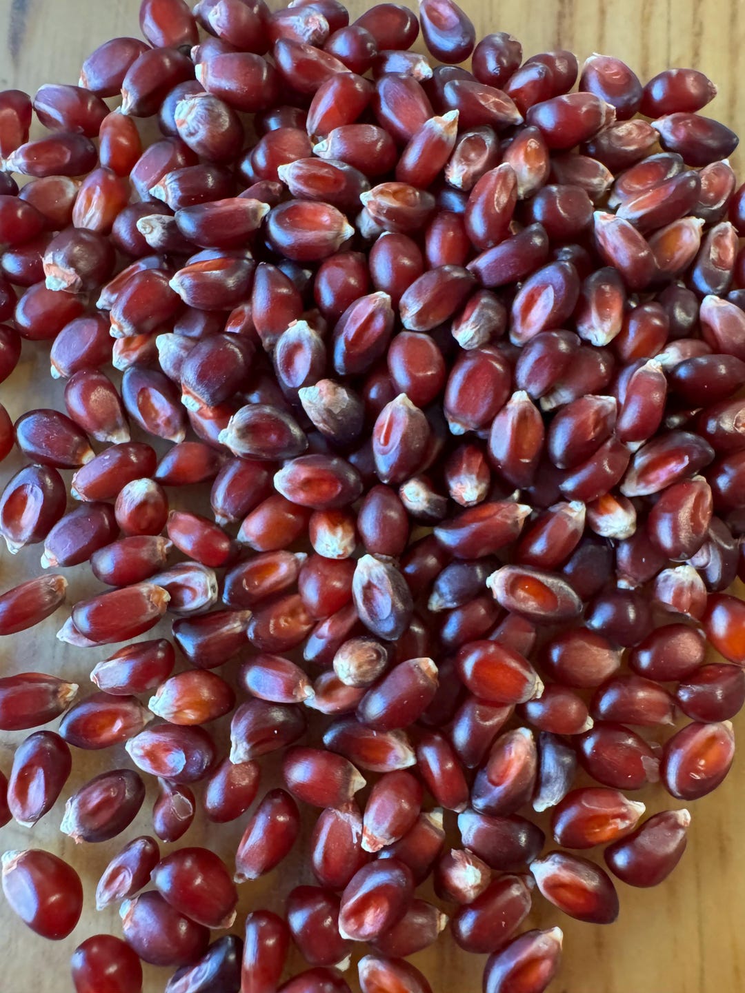 Red Popcorn Seeds for Growing Your Own Popcorn! - Etsy