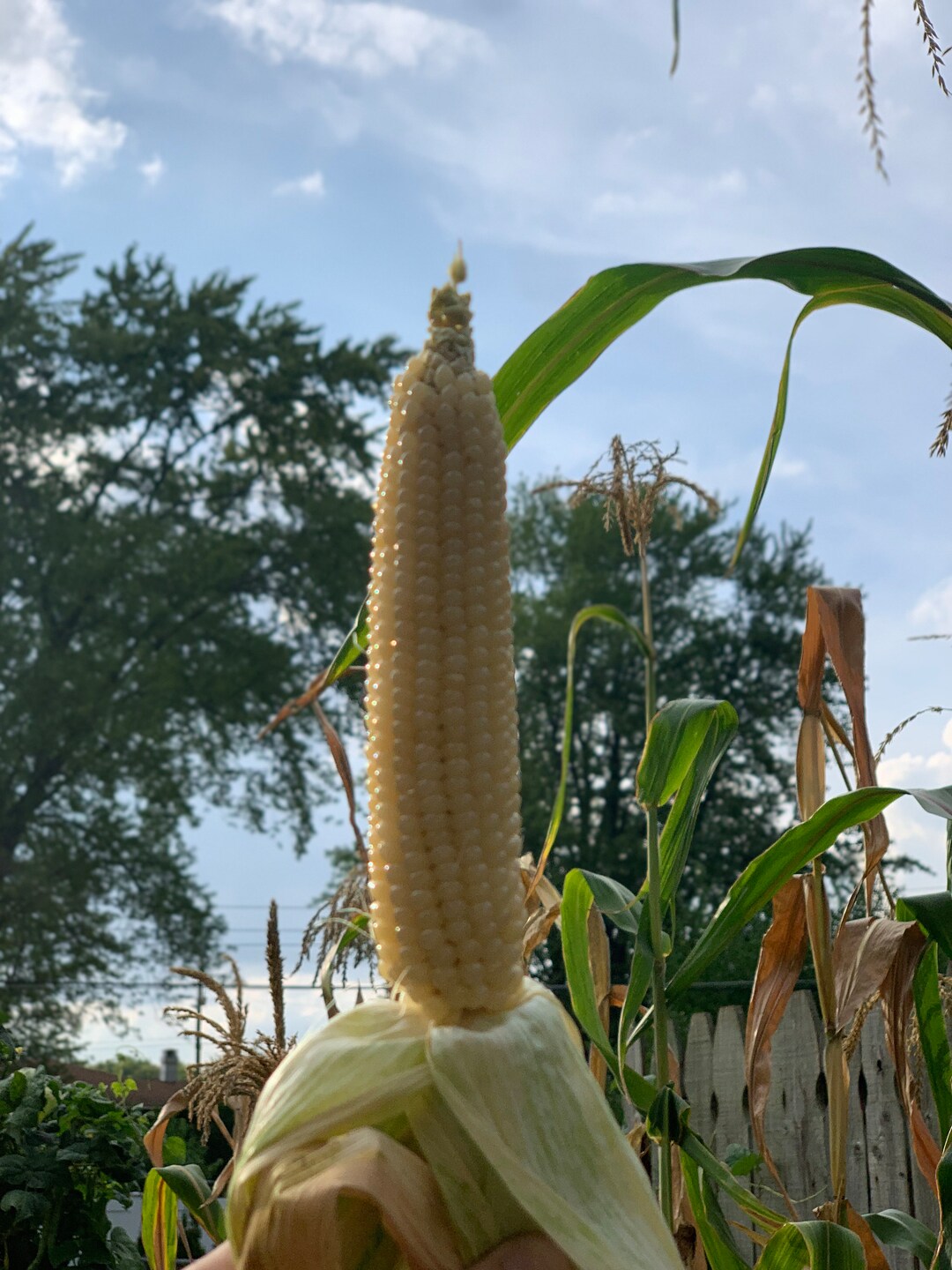 Japanese Hulless Popcorn Seeds for Planting - Etsy